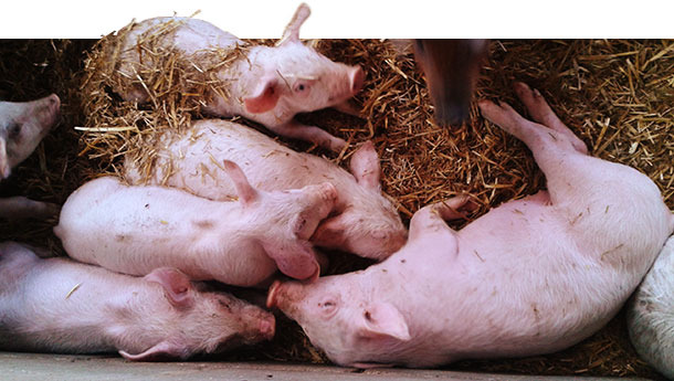 Salmonellosis and PCV2-associated disease in early fattening - Articles ...