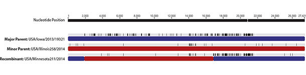 Differences between American and global strains of PEDv - Articles ...