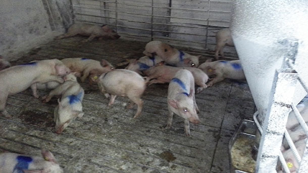 Sodium ion toxicosis in pigs after transport - Articles - pig333, pig ...