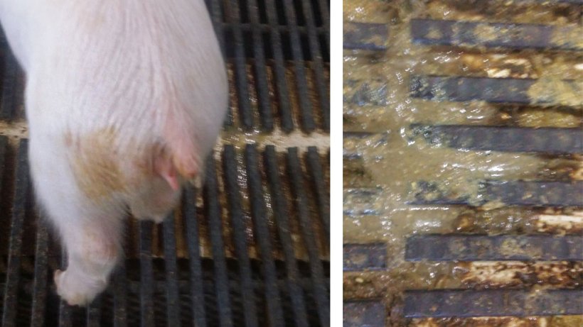 E. coli scours: A practitioner’s view - Articles - pig333, pig to pork ...
