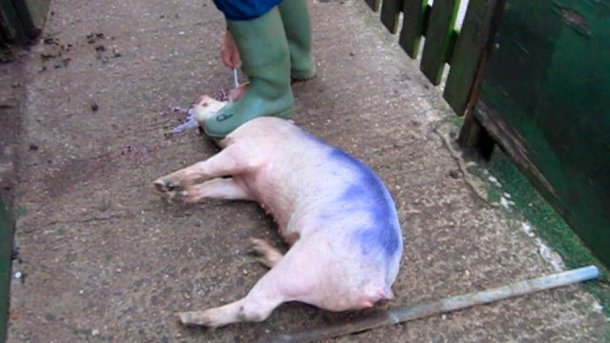 On-farm Euthanasia of Growers/Adult Pigs - Articles - pig333, pig to ...