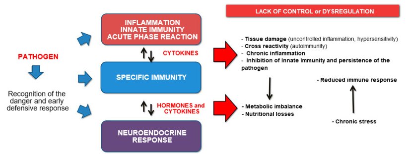 The immune system and the immunity in swine: general features ...