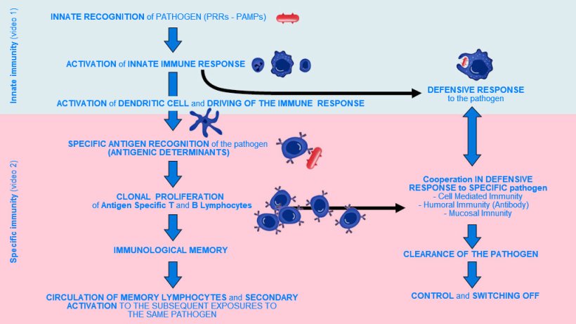 The immune system and the immunity in swine: general features ...