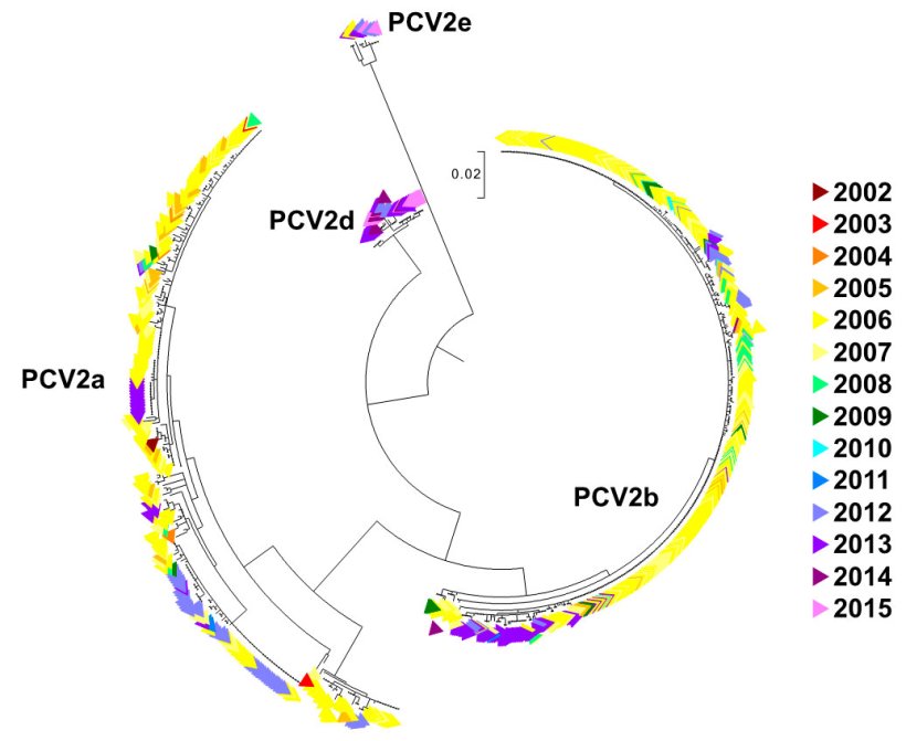 The impact of intensive vaccination on PCV2 epidemiology - Articles ...