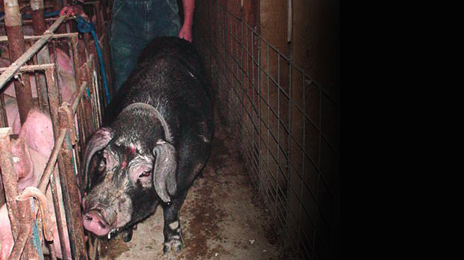 Practical tips to induce heat in gilts and sows - Articles - pig333 ...