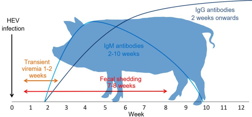 Importance of Hepatitis E virus in pigs - Articles - pig333, pig to ...