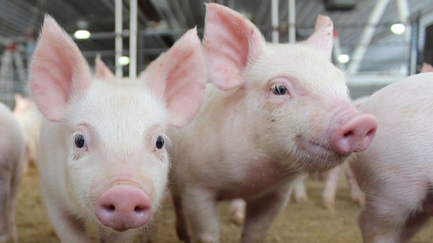Are your grow/finish barns ready for summer? Let your pigs tell you ...