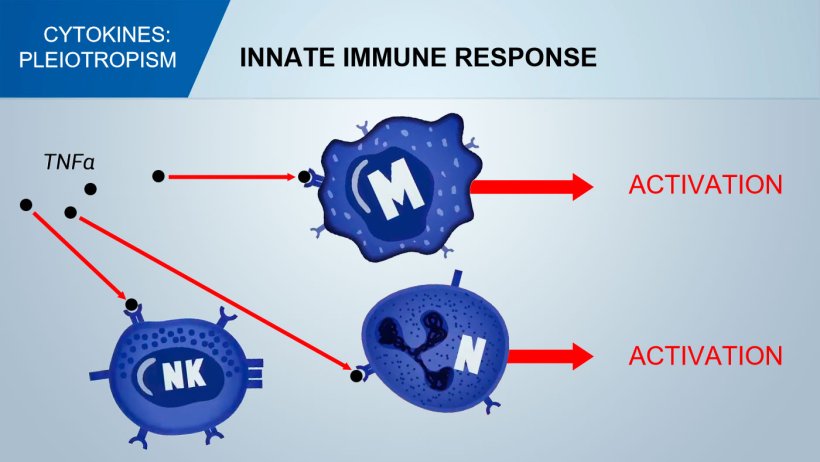 The immune system and the immunity in swine: Cytokine regulation ...