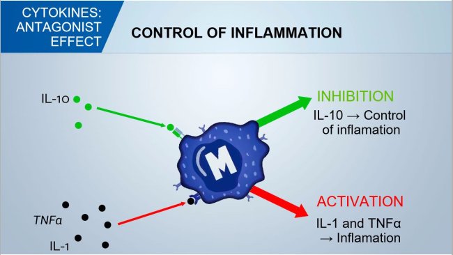 The immune system and the immunity in swine: general features ...