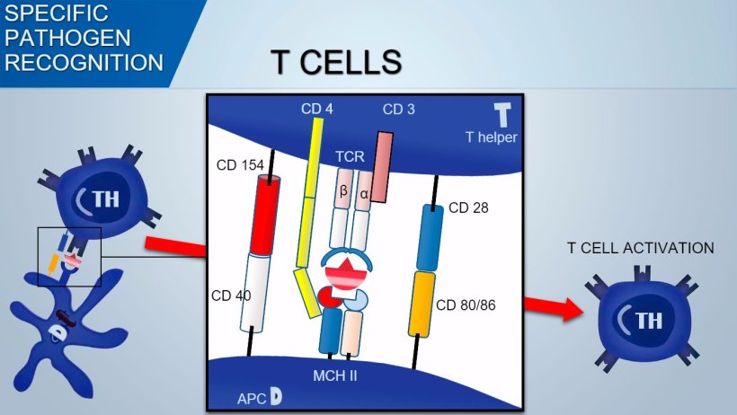 The immune system and the immunity in swine: Pathogen recognition ...