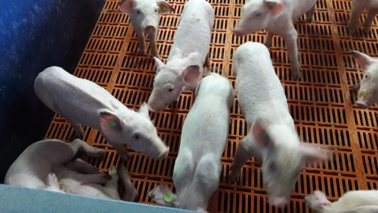 Poorly adapted piglets in a liquid system nursery - Articles - pig333 ...
