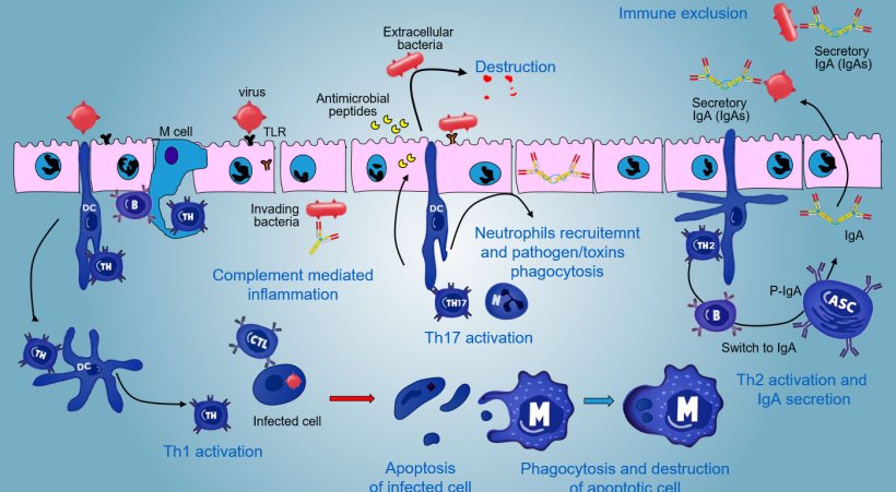 The Immune System and immunity in swine: Mucosal immunity - Articles ...