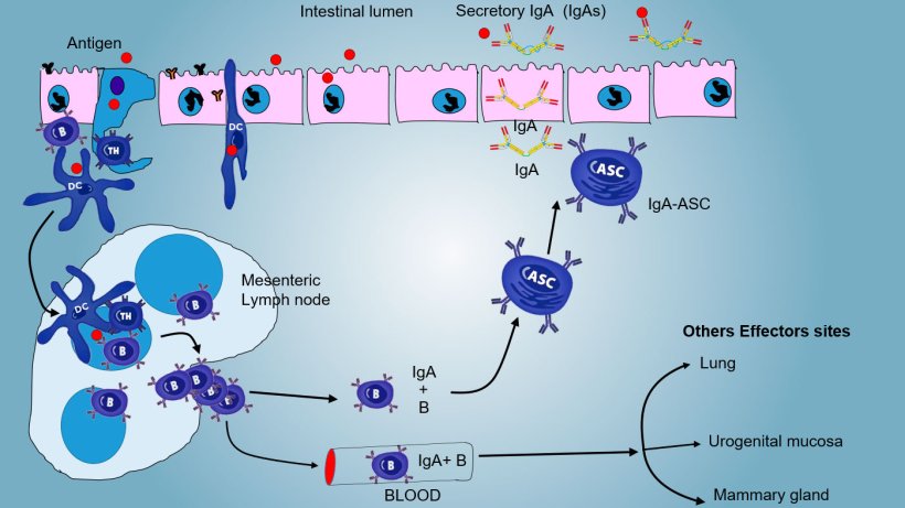 The Immune System and immunity in swine: Mucosal immunity - Articles ...