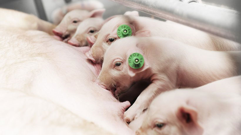 Hypor Libra* raises interest, lowers feed costs - Press releases from ...