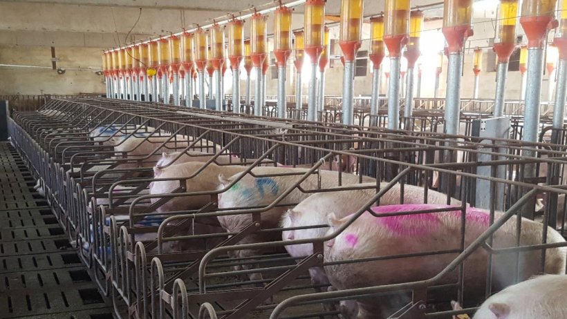 Preparing the gilts: production - Articles - pig333, pig to pork community