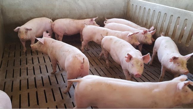 Health acclimation of gilts: Are we doing a good job? - Articles ...