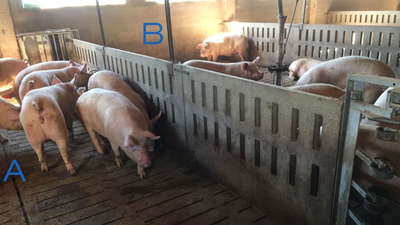 Training gilts for using ESF with minimum effort - Articles - pig333 ...