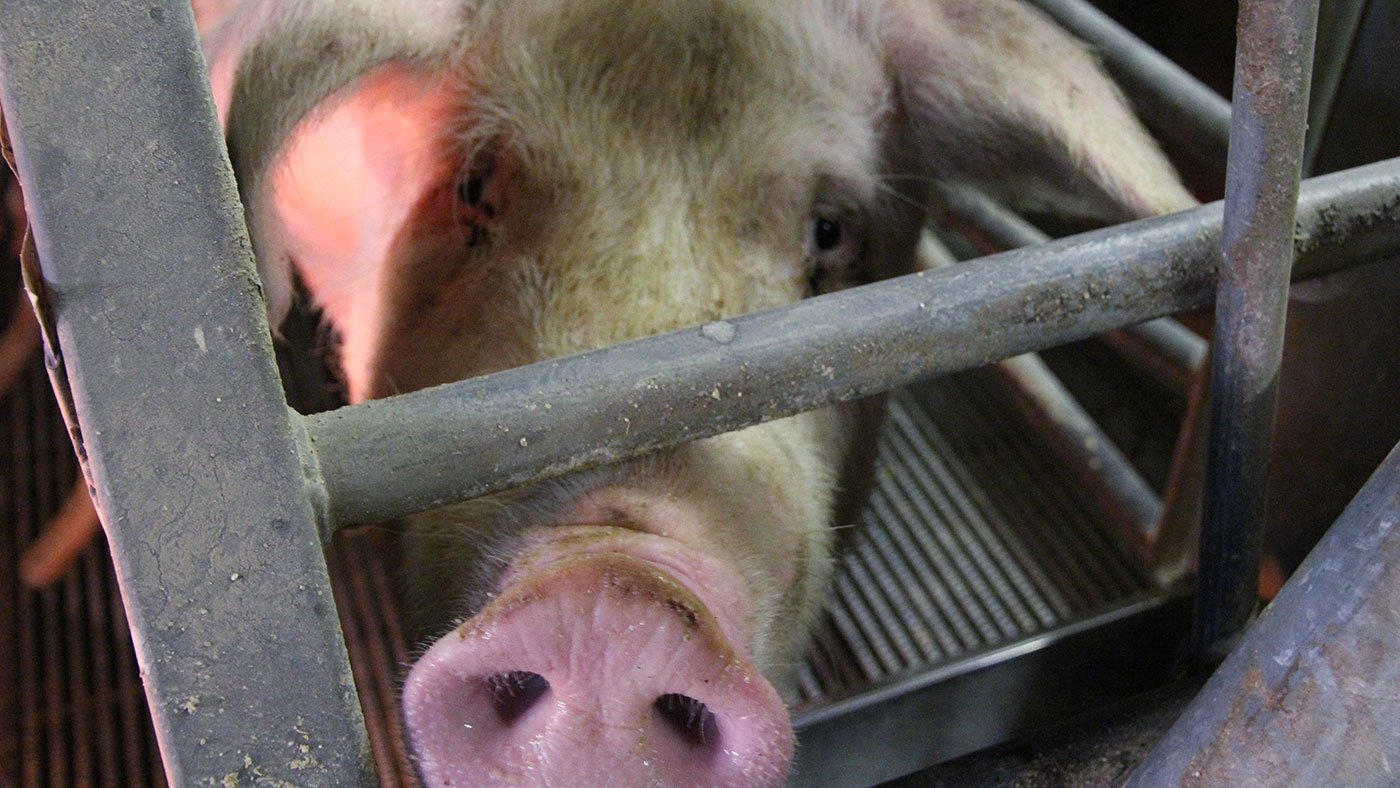 An update on sow amino acid research - Articles - pig333, pig to pork ...