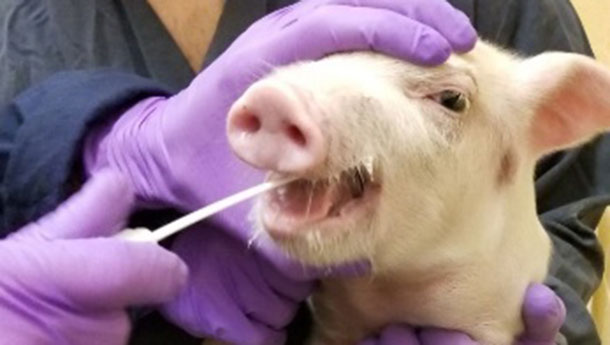 Samples to monitor the influenza virus - Articles - pig333, pig to pork ...