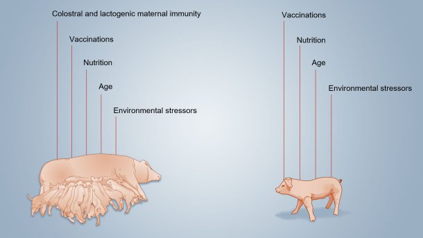The immune system and immunity in swine: maternal and neonatal immunit ...