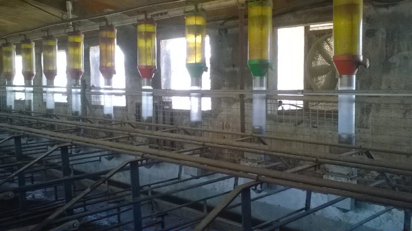 The ideal mating/early gestation barn: stalls, feeders, floor, light ...