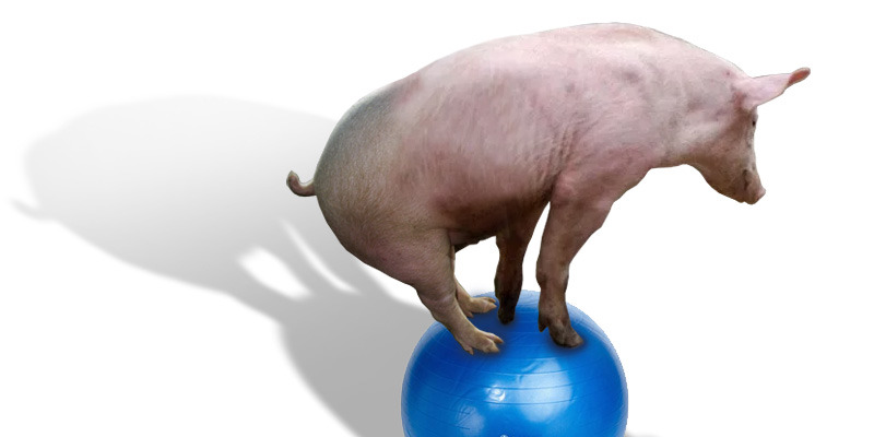Spanish pig price: Unstable balance or recurring shivers - Articles ...