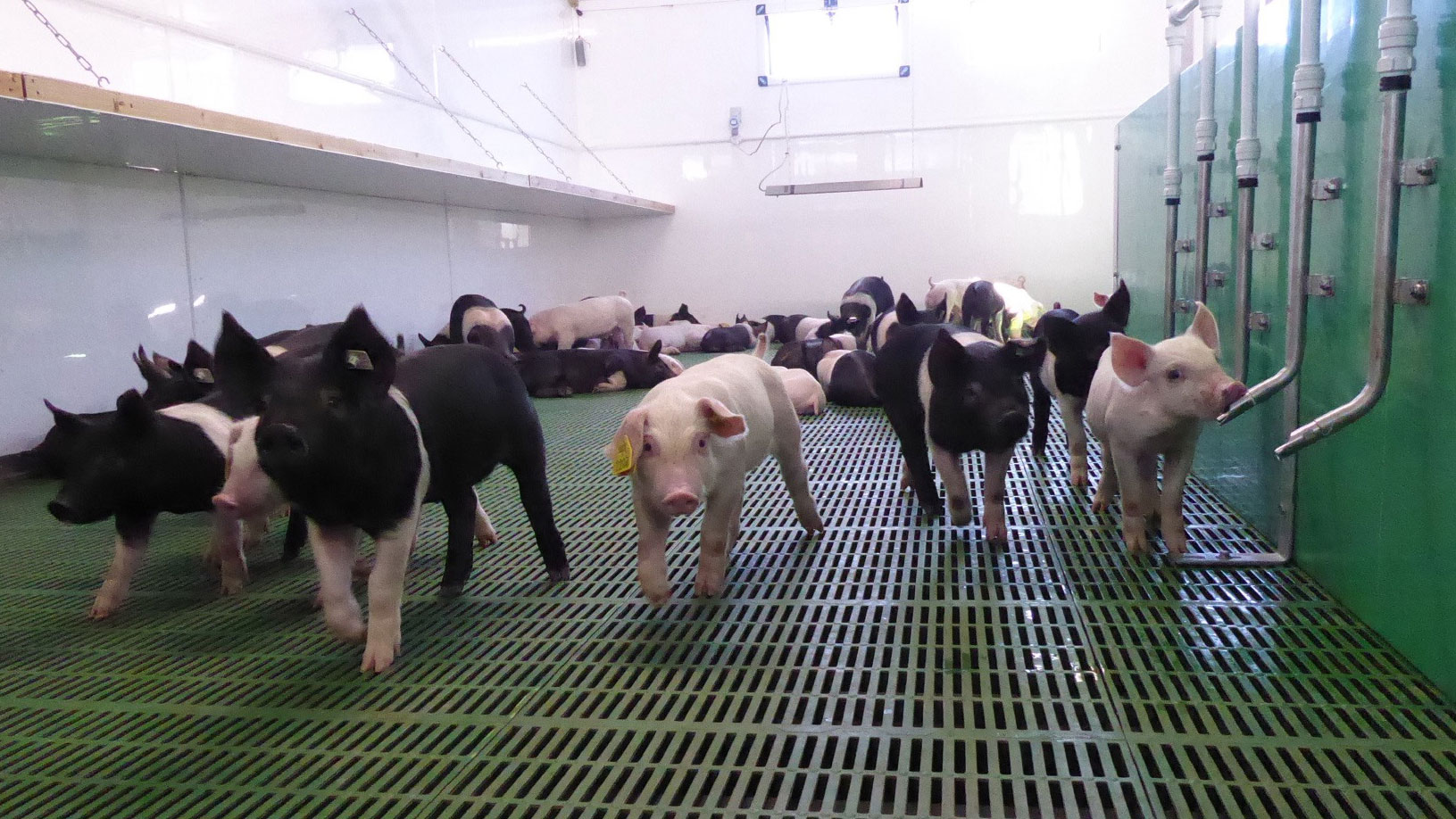 Don’t panic – manage piggery ventilation sensibly - Press releases from ...