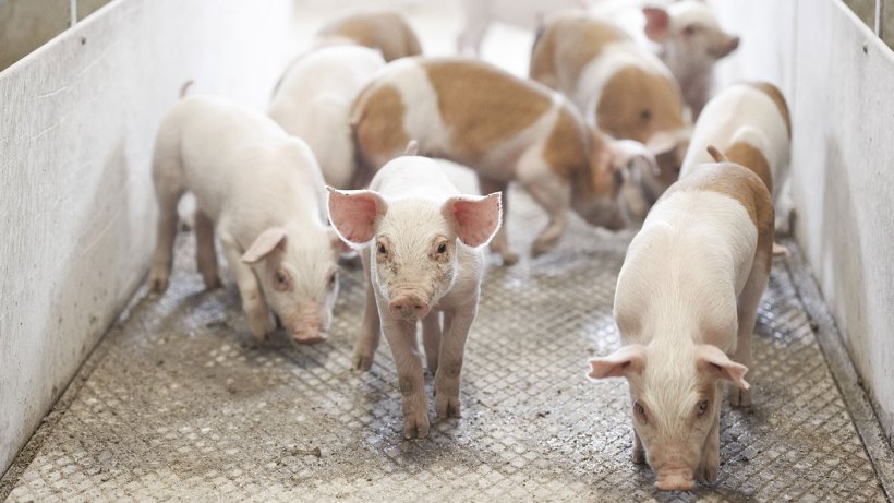 New DanBred breeding goals released - Press releases from the swine ...