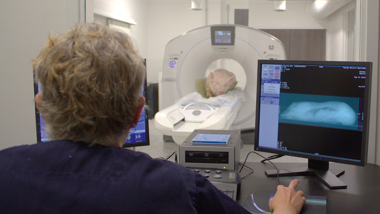 First boars CT scanned at Delta Canada - Press releases from the swine ...