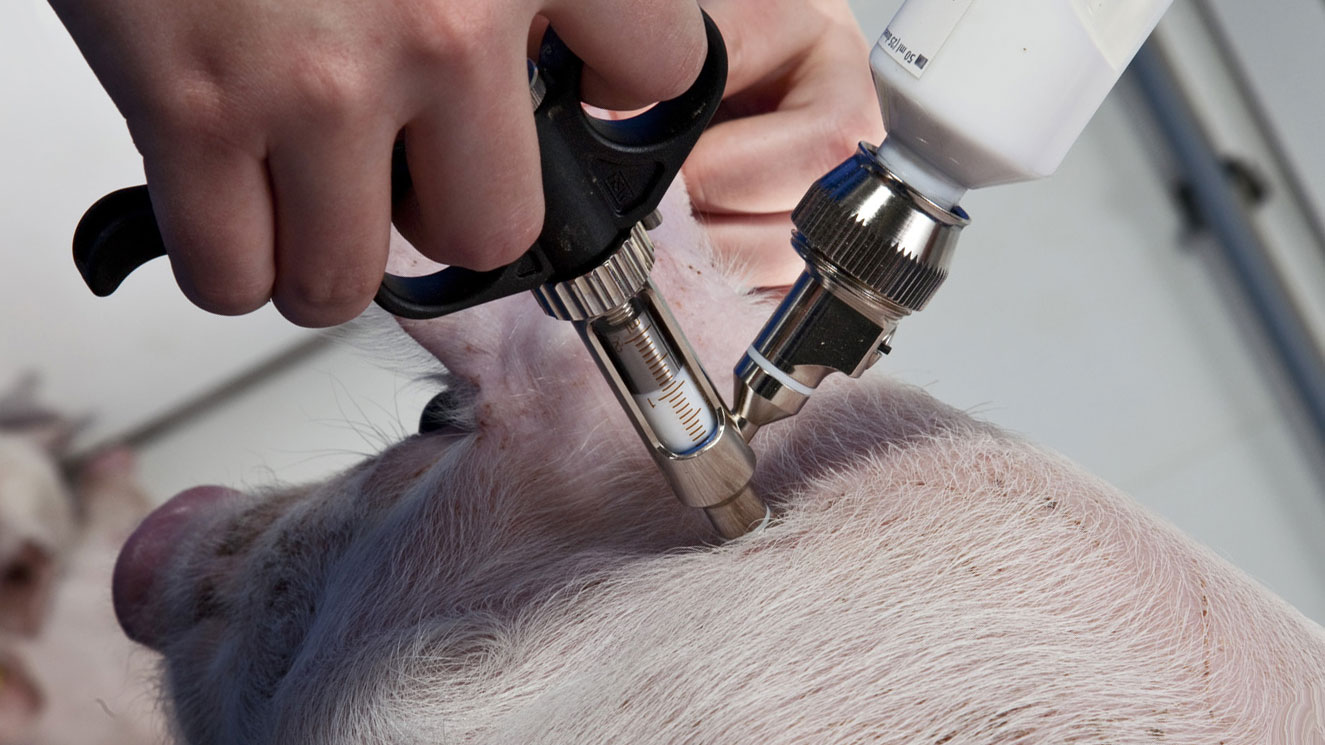 New vaccine protects pigs against pandemic flu strain - Press releases ...