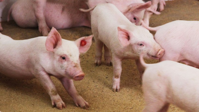 Farms combining high performance and low antimicrobial usage - Articles ...