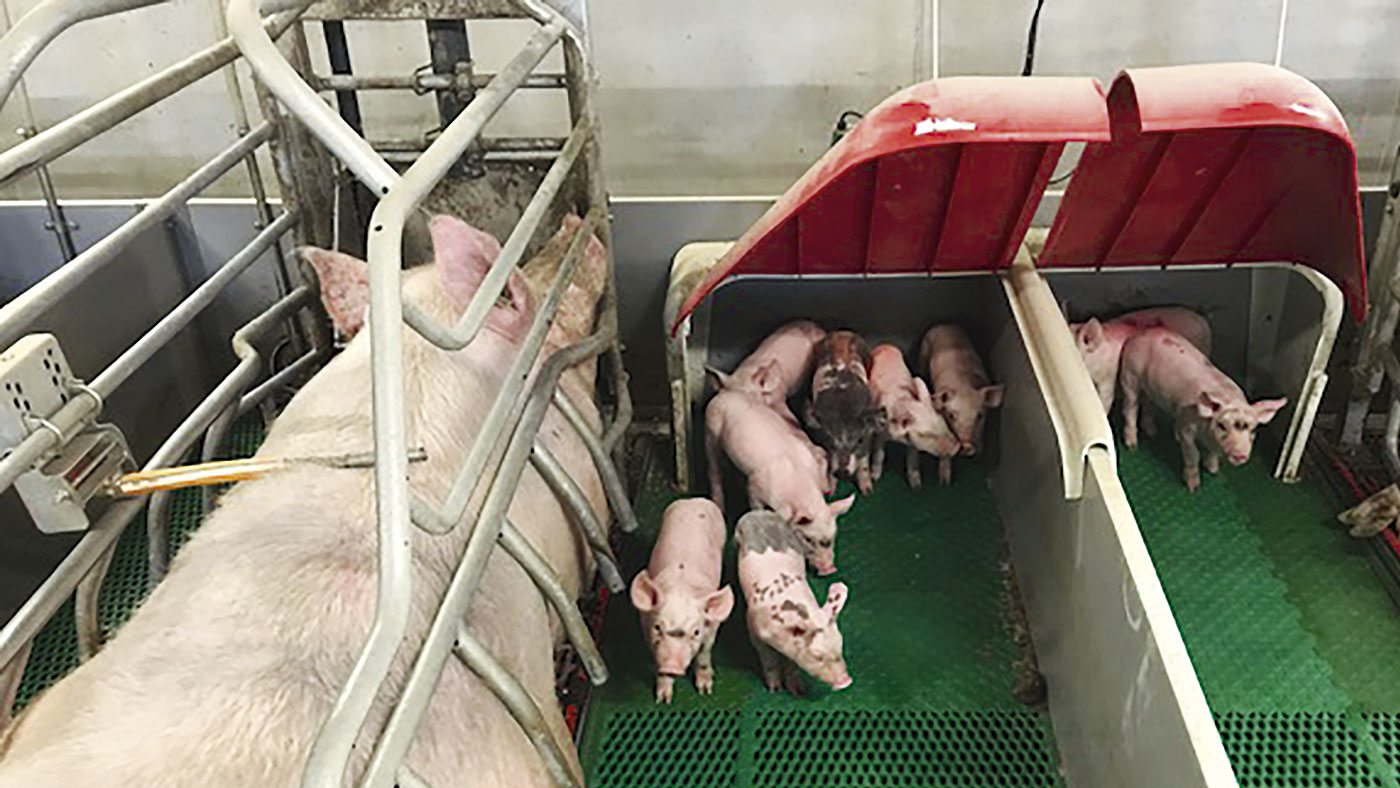 Pig production in… France, third largest pig producer in Europe ...