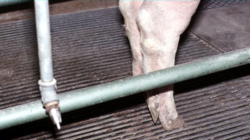 Overgrown claws and foot problems in sows - Articles - pig333, pig to ...