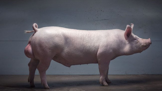 Topigs Norsvin Meat Group: the bridge between genetics and processing ...