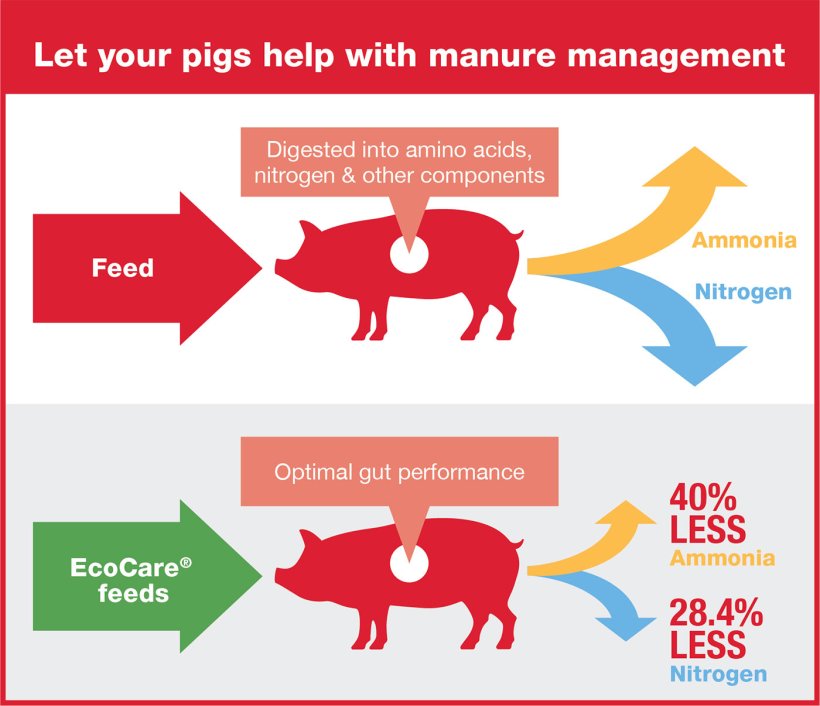 Put your pigs in charge of manure management - Press releases from the ...