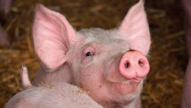 Pirbright & ViroVet join forces to develop ASF antivirals - Press ...