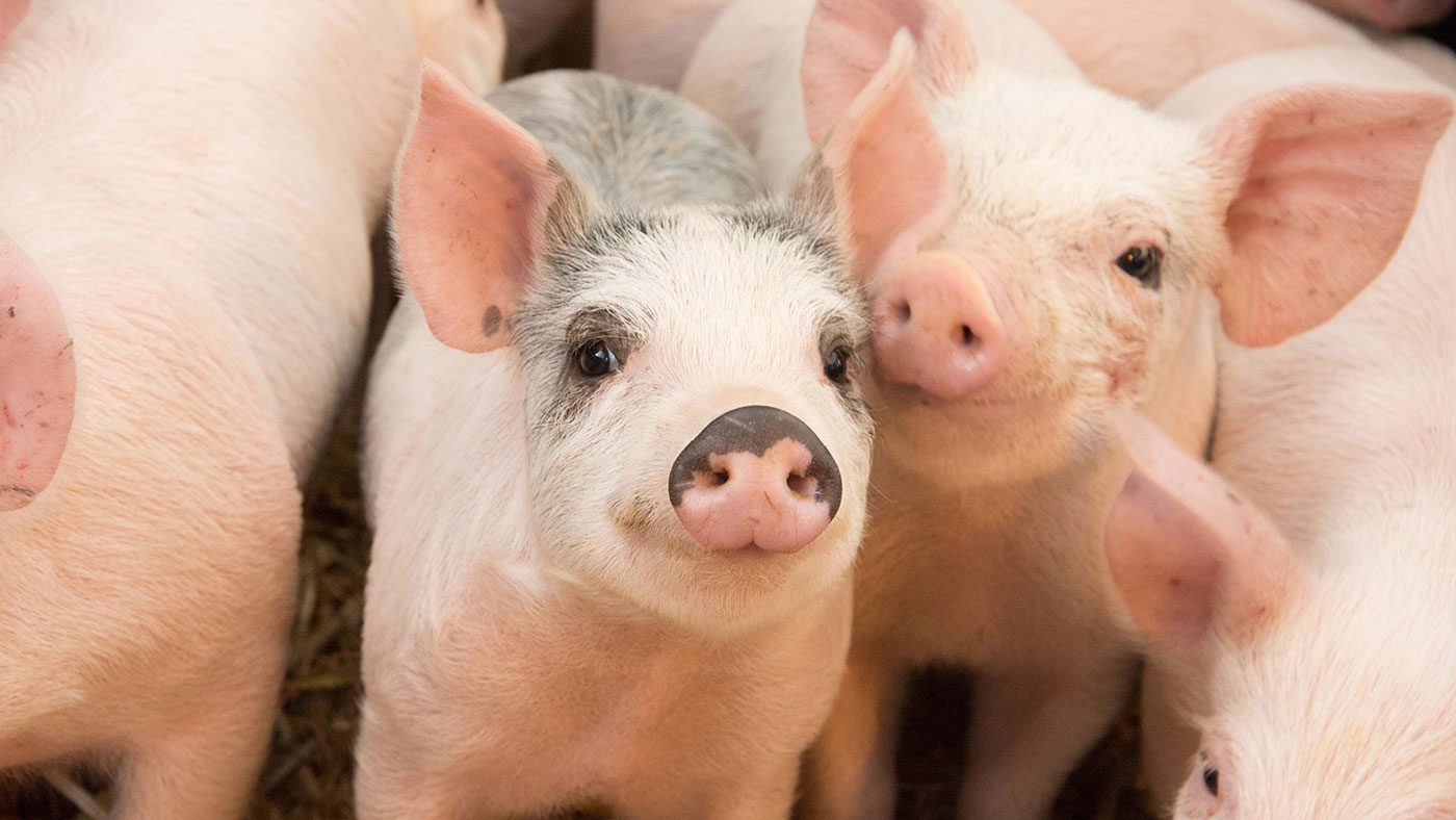 New research demonstrates the impact of oregano based eubiotics - Press ...