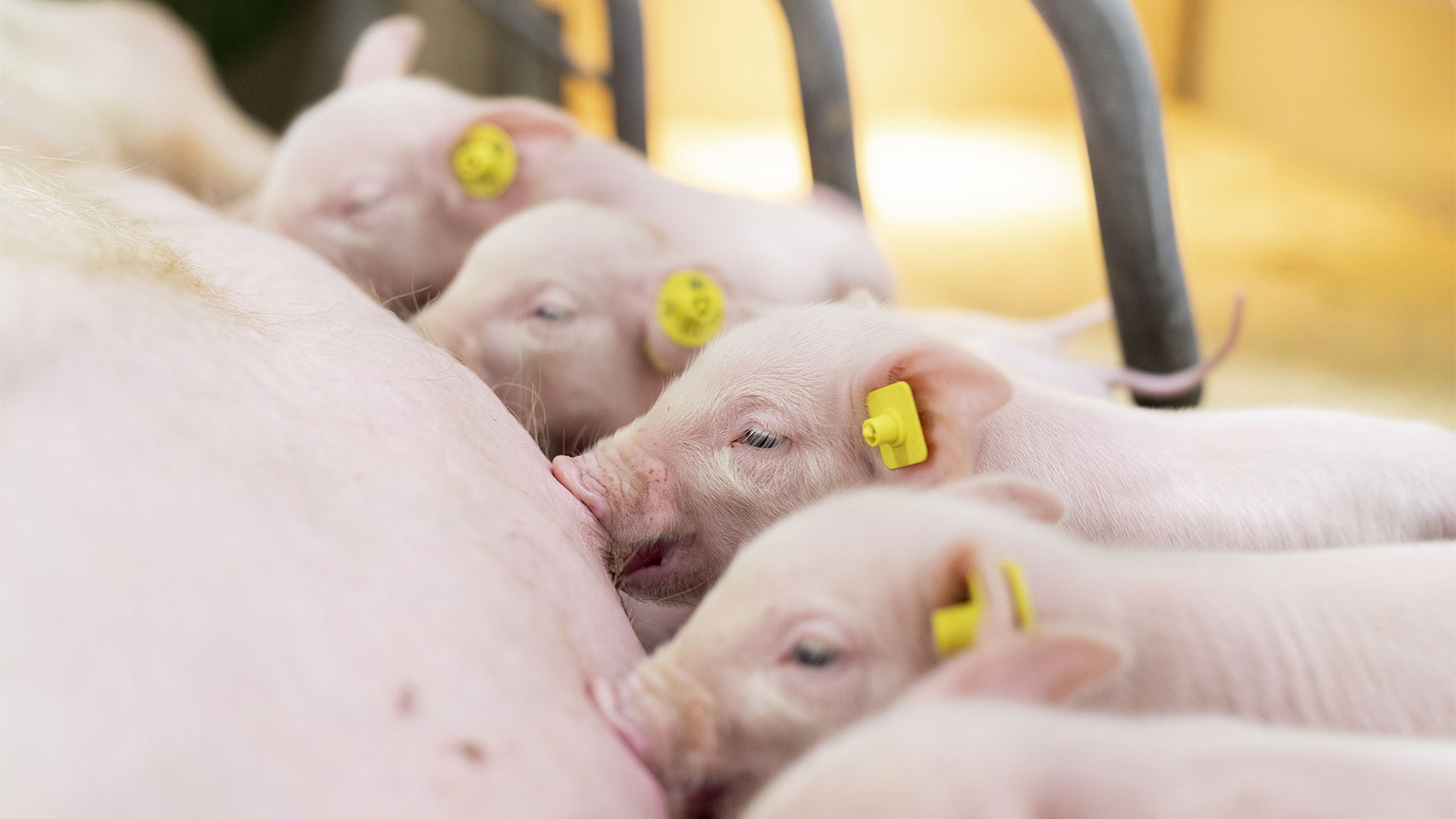 Danish Genetics announces 100 percent genomic selection - Press ...