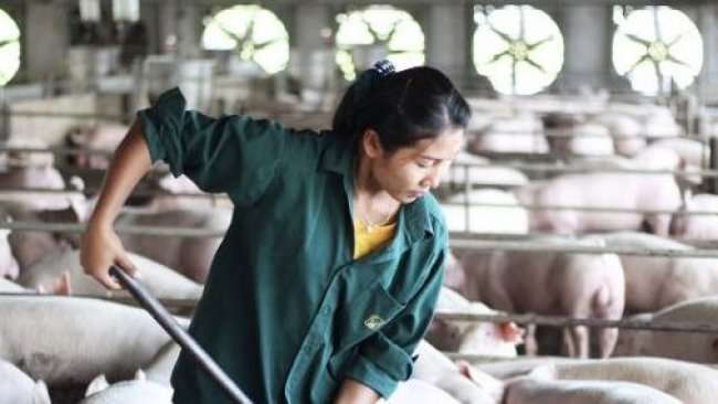 HyLife Signs share purchase agreement with Charoen Pokphand Foods ...