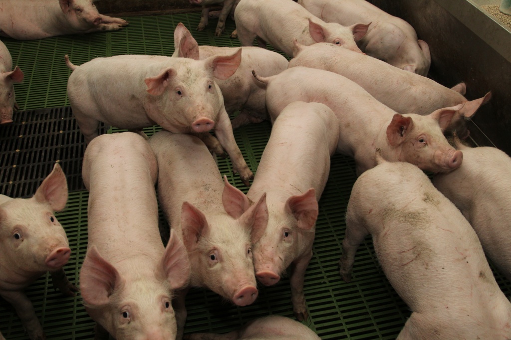 Russia: pig production grows - Swine news - pig333, pig to pork community