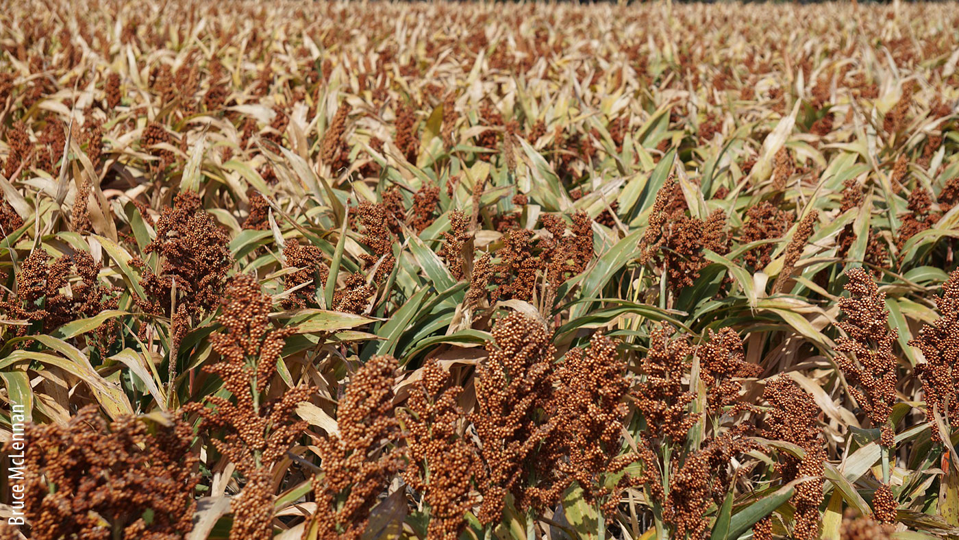 Sorghum as a pig feed ingredient - Articles - pig333, pig to pork community