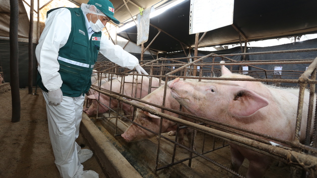 Peru begins vaccinating pigs against CSF - Swine news - pig333, pig to ...