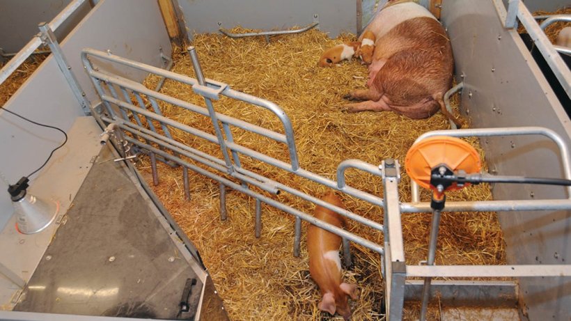 WEDA constructs innovative sow pen concept for organic operation ...