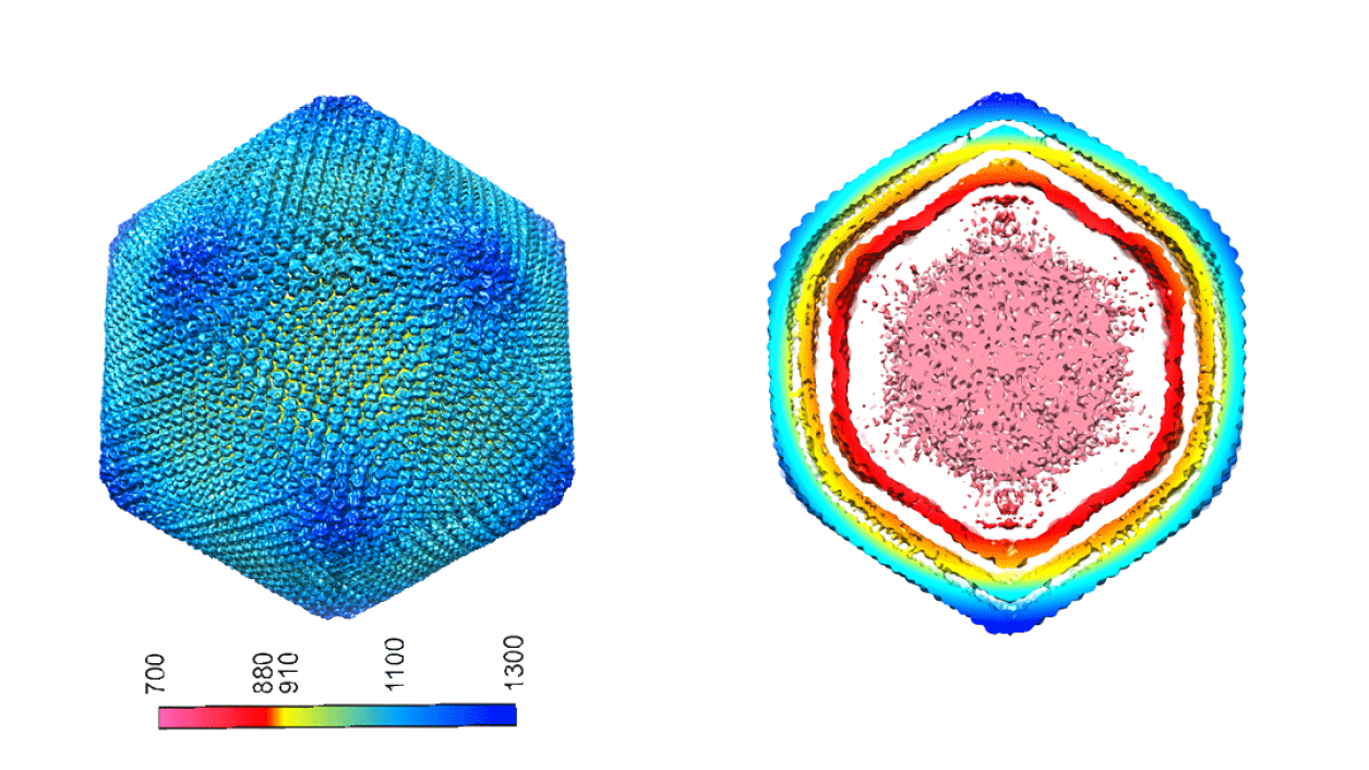 CIC bioGUNE researchers unravel the 3-D structure of the ASF virus ...