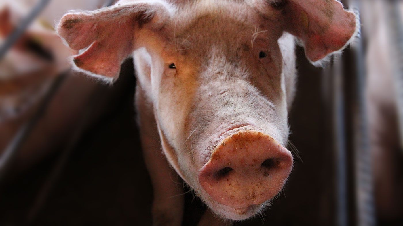 Sow feeding strategies for excellence at weaning (Part 1 of 2 ...