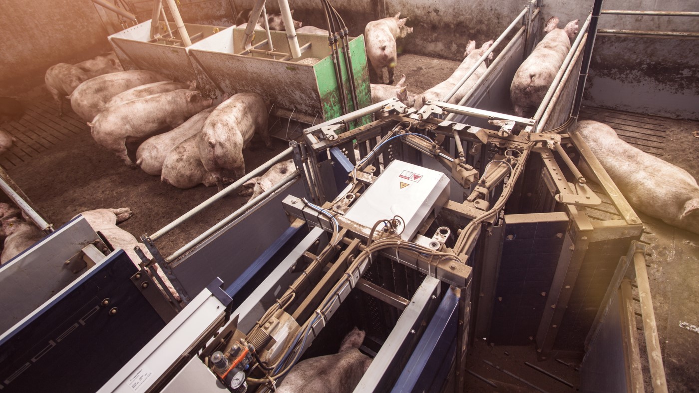 Finding efficiency with automated hog sorting scales - Press releases ...