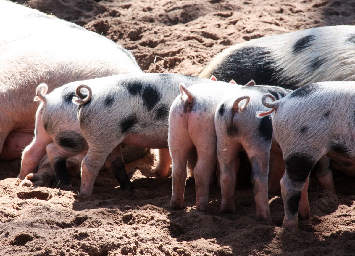 Hog production picks up in China - Swine news - pig333, pig to pork ...