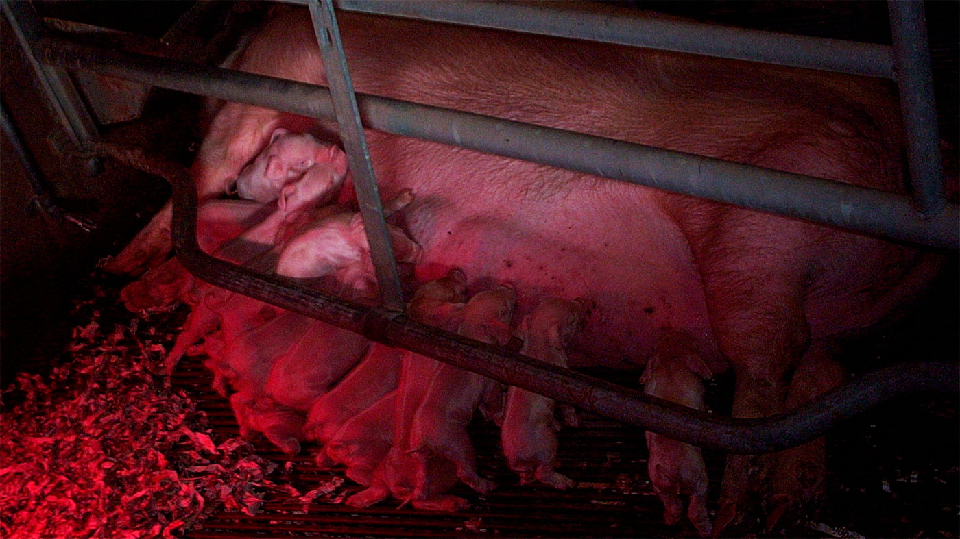 Batch farrowing dispersion and weight variability at slaughter ...