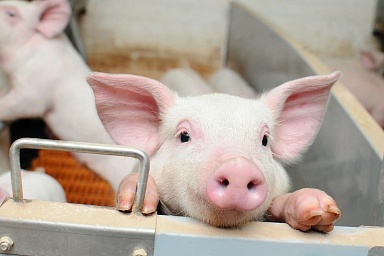 Russia: Livestock production up for January/February, pigs up 10% ...