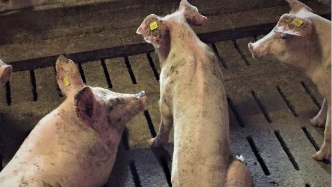 How important are the differences between PCV-2 genotypes? - Articles ...